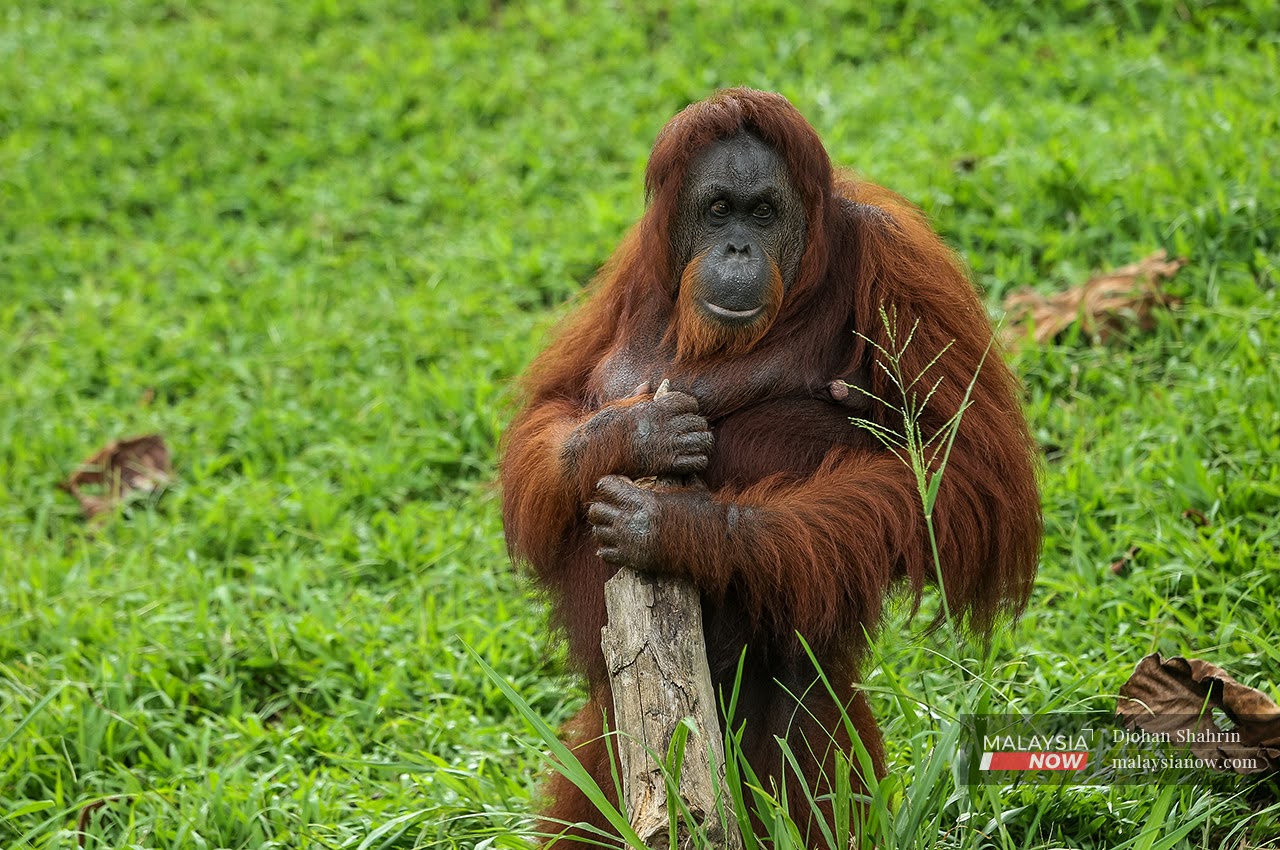 Malaysians happily cough up for ‘exotic’ foreign zoo animals but ignore ...