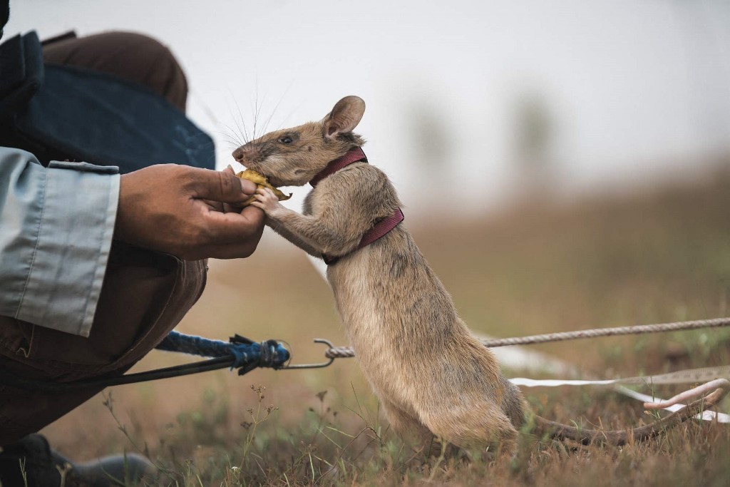 Bomb-sniffing rat retires after award-winning Cambodian career ...