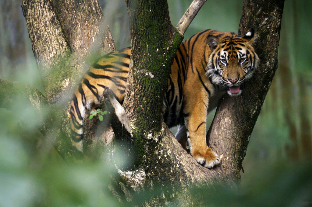 Sumatran tigers infected with coronavirus at Indonesian zoo | MalaysiaNow