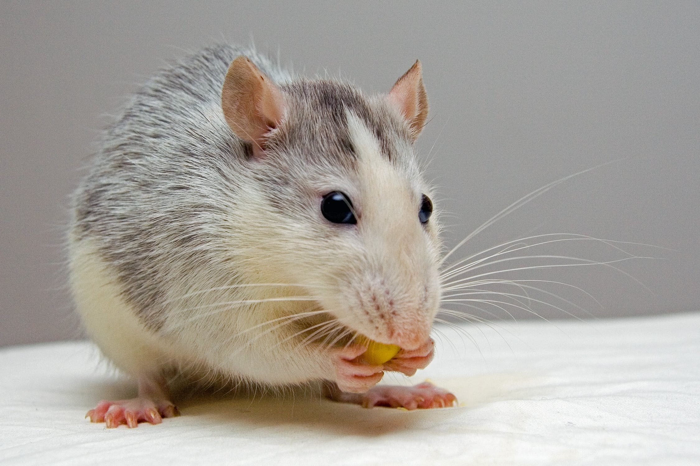 New class of drug reverses paralysis in mice | MalaysiaNow