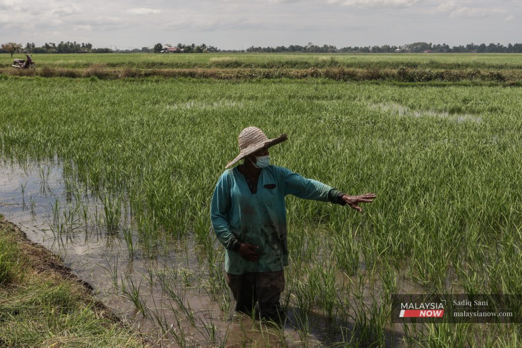Life on a padi farm in Kedah | MalaysiaNow